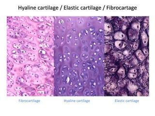 Elastic Cartilage Histology