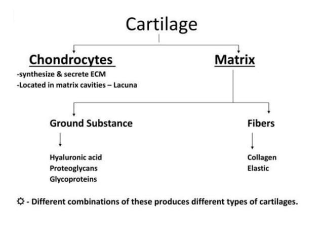 Cartilage Histology | PPTX