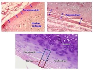 Perichondrium Histology