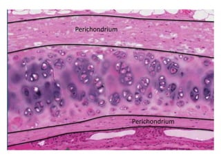 Perichondrium Histology