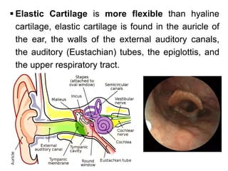 Elastic Cartilage Ear