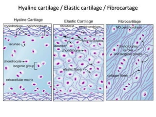 Hyaline Cartilage Fibroblasts
