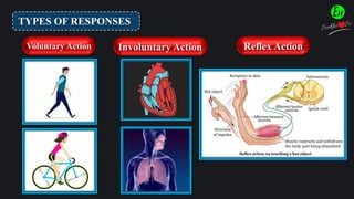 CHAPTER 7 - CONTROL & CO-ORDINATION.pdf