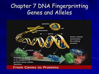 Chapter 7 Dna fingerprinting | PPTX | Genetics | Science
