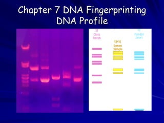 Chapter 7 Dna fingerprinting | PPTX | Genetics | Science