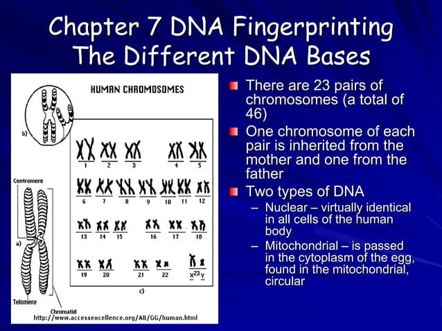 Chapter 7 Dna fingerprinting | PPTX | Genetics | Science