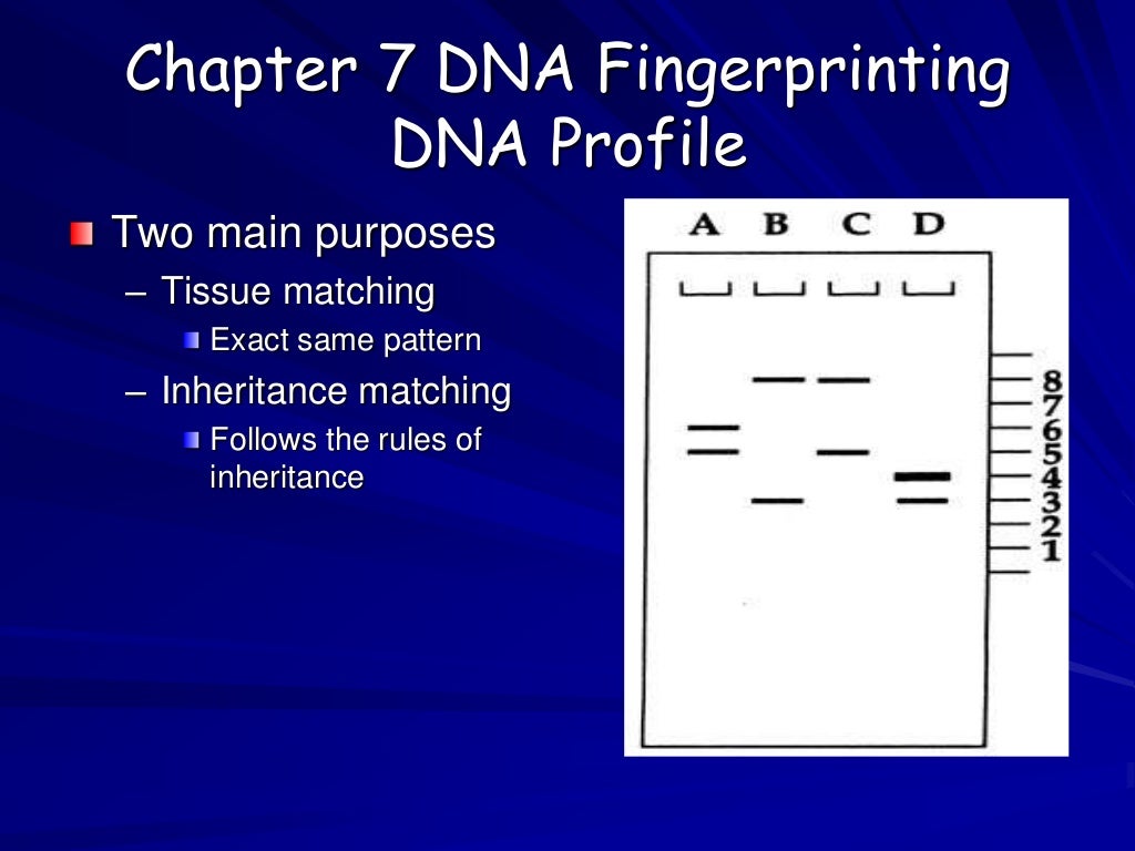 Chapter 7 Dna Fingerprinting chapter-7-dna-fingerprinting