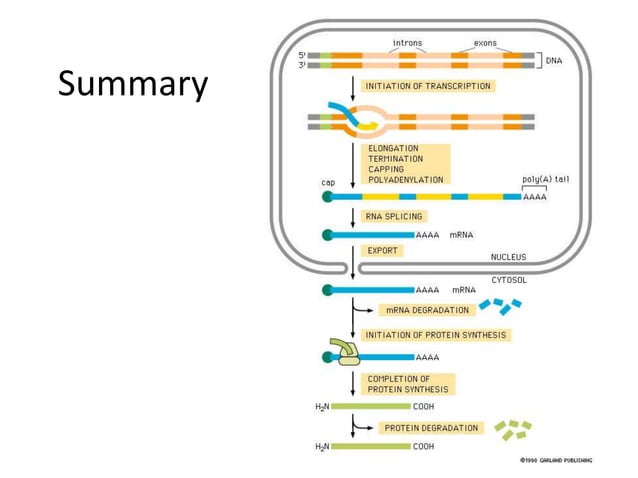 Chapter 7 - DNA to Protein.ppt