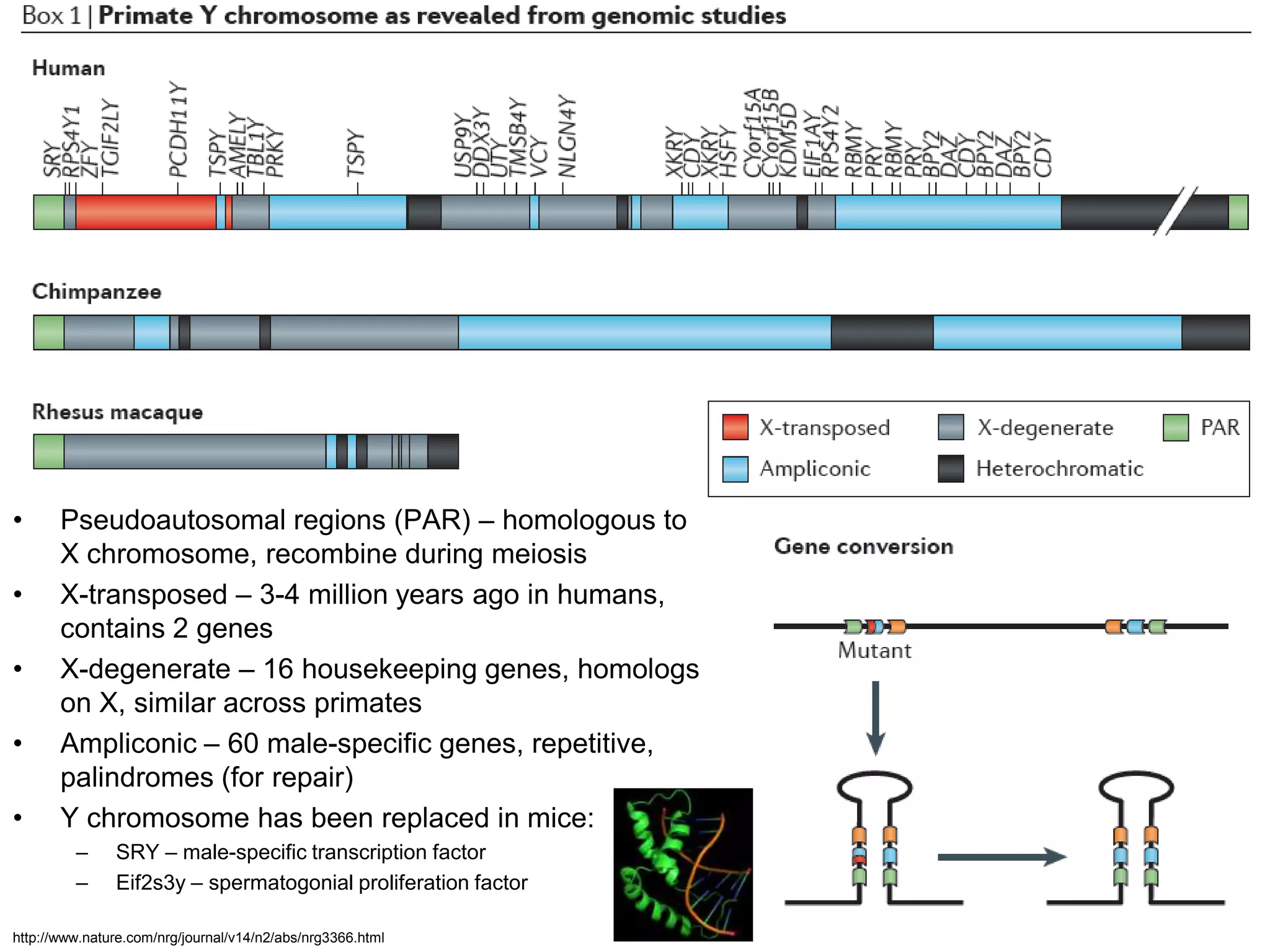 Chapter 7 genome structure, chromatin, and the nucleosome (1) | PPTX