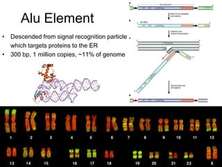 Chapter 7 genome structure, chromatin, and the nucleosome (1) | PPTX