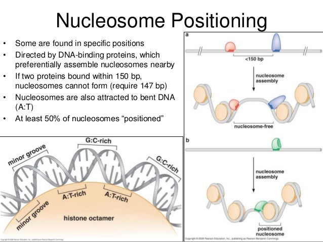 Chapter 7 Genome Structure Chromatin And The Nucleosome 1