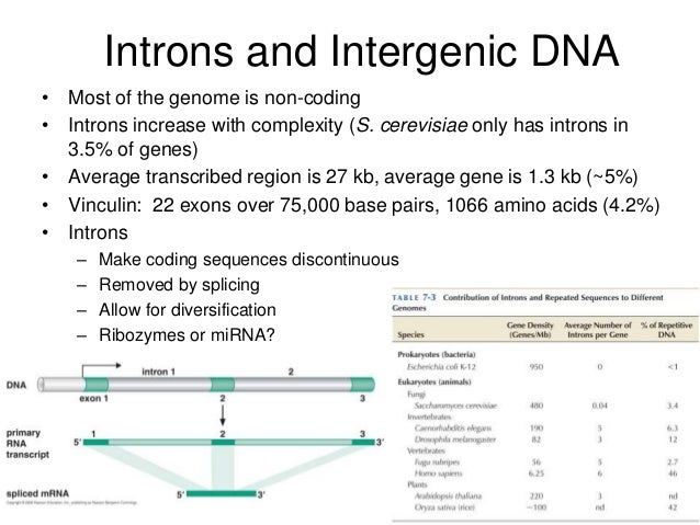Chapter 7 genome structure, chromatin, and the nucleosome (1)