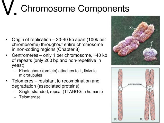Illustrated Diagram Showing Detailed Chromosome Structure And Stock