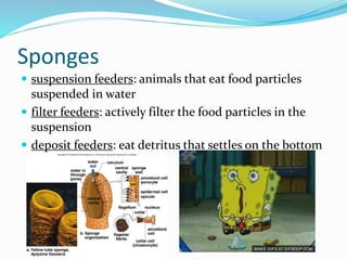 Chapter 7 - Marine Invertebrates | PPTX