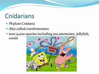 Chapter 7 - Marine Invertebrates | PPTX