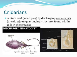 Chapter 7 - Marine Invertebrates | PPTX