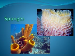 Chapter 7 - Marine Invertebrates | PPTX