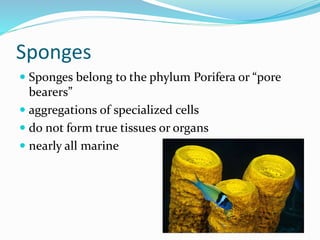 Chapter 7 - Marine Invertebrates | PPTX