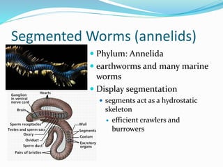Chapter 7 - Marine Invertebrates | PPTX