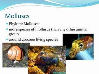 Chapter 7 - Marine Invertebrates | PPTX