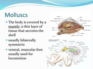 Chapter 7 - Marine Invertebrates | PPTX