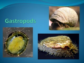 Chapter 7 - Marine Invertebrates | PPTX