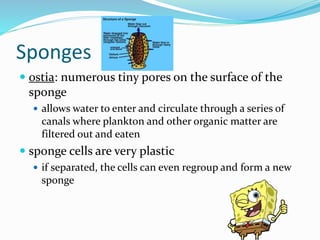 Chapter 7 - Marine Invertebrates | PPTX