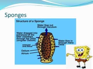 Chapter 7 - Marine Invertebrates | PPTX
