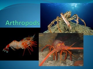 Chapter 7 - Marine Invertebrates | PPTX