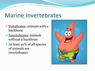Marine Invertebrates
