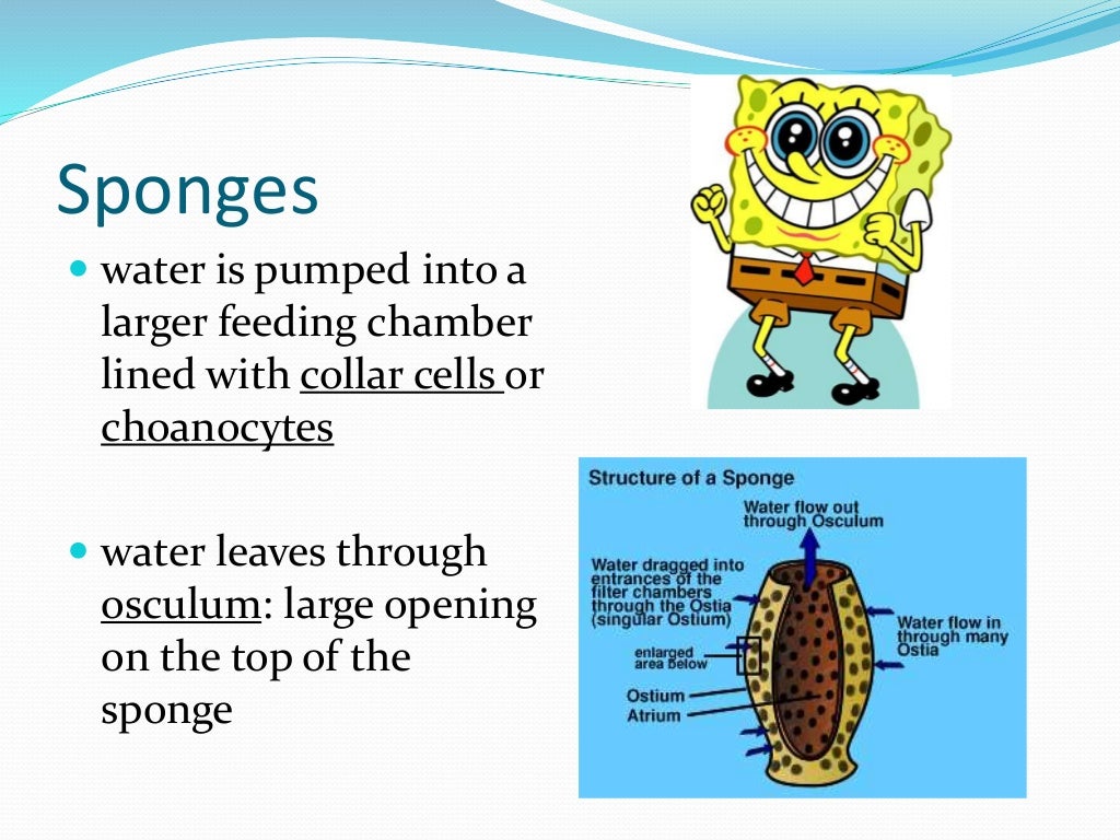 Chapter 7 - Marine Invertebrates
