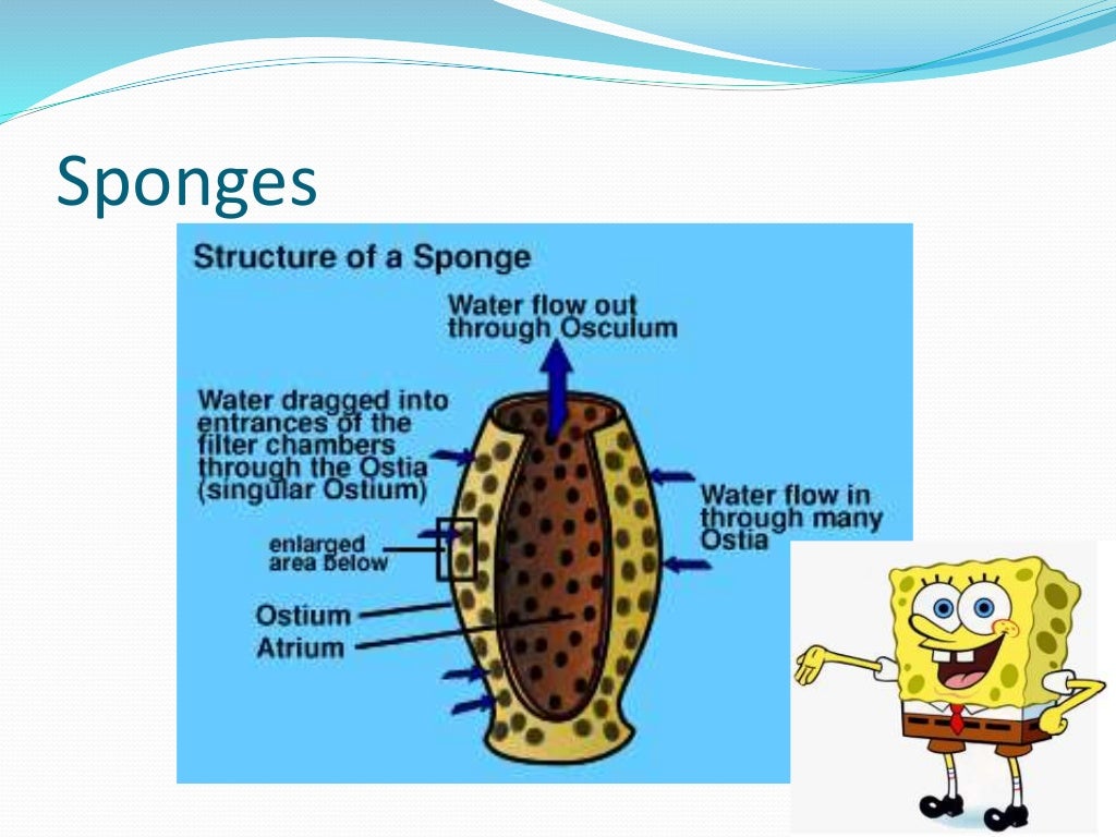 Chapter 7 - Marine Invertebrates