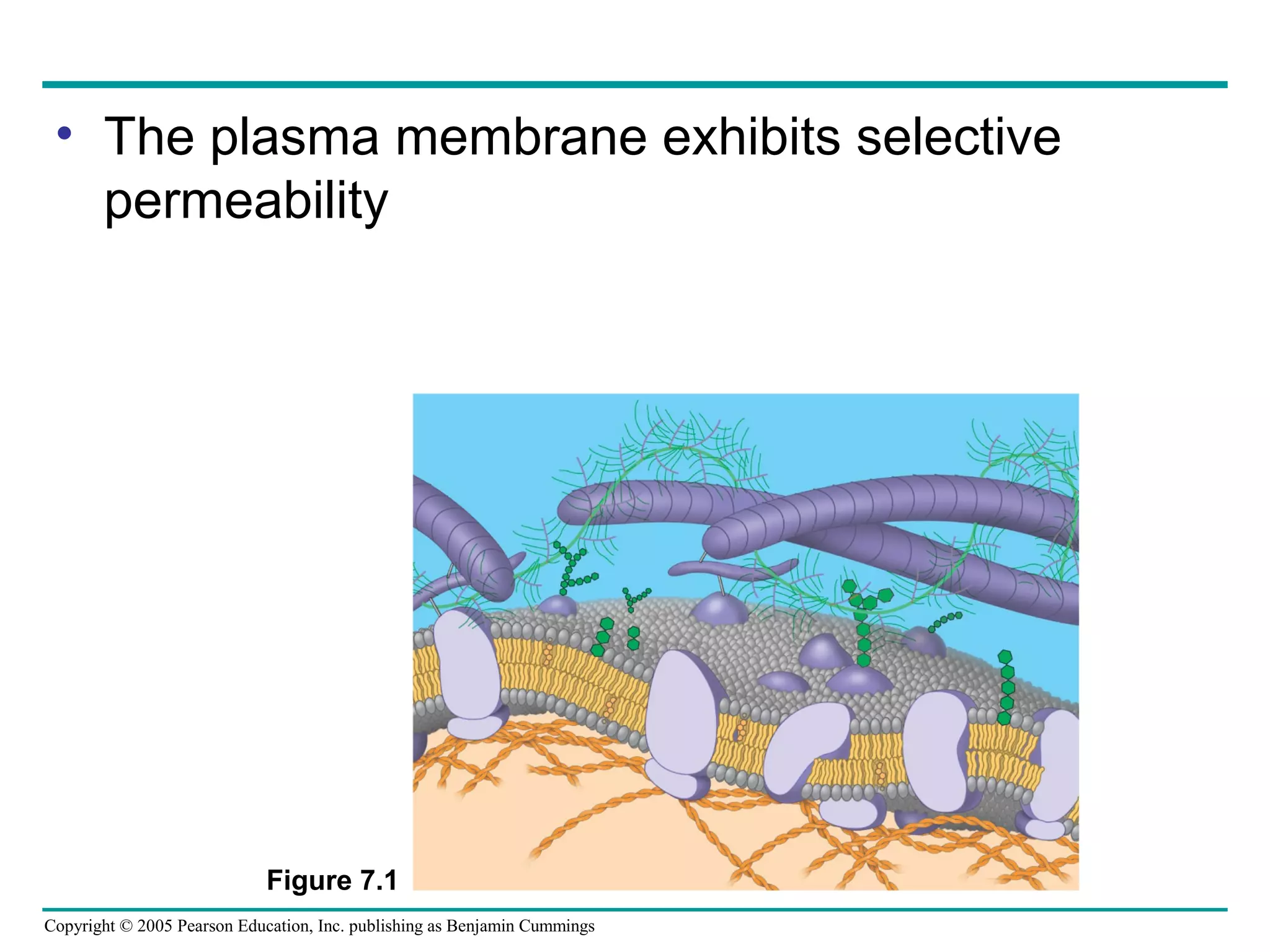 Membrane Structure and Function | PPT