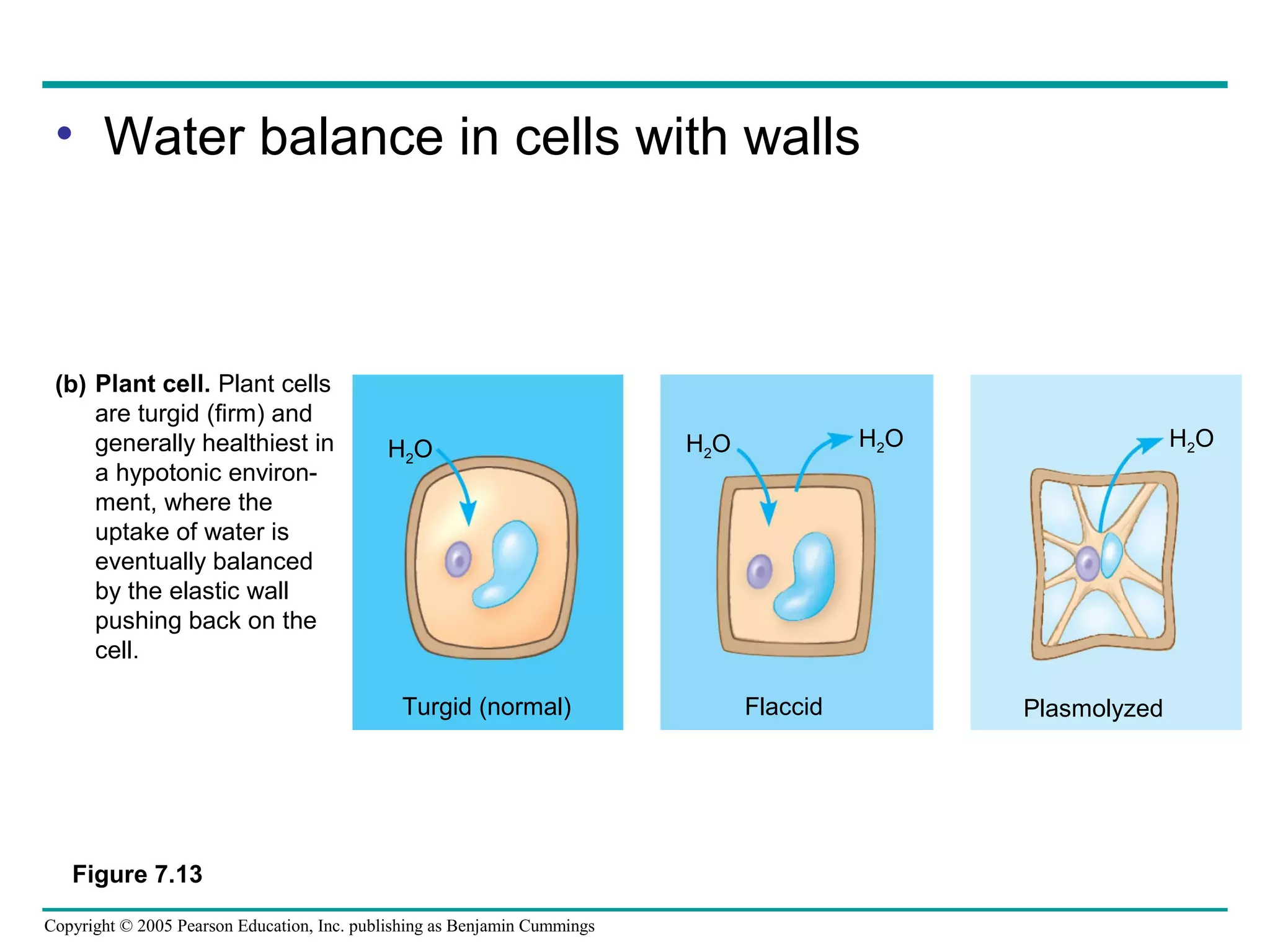 Membrane Structure and Function | PPT