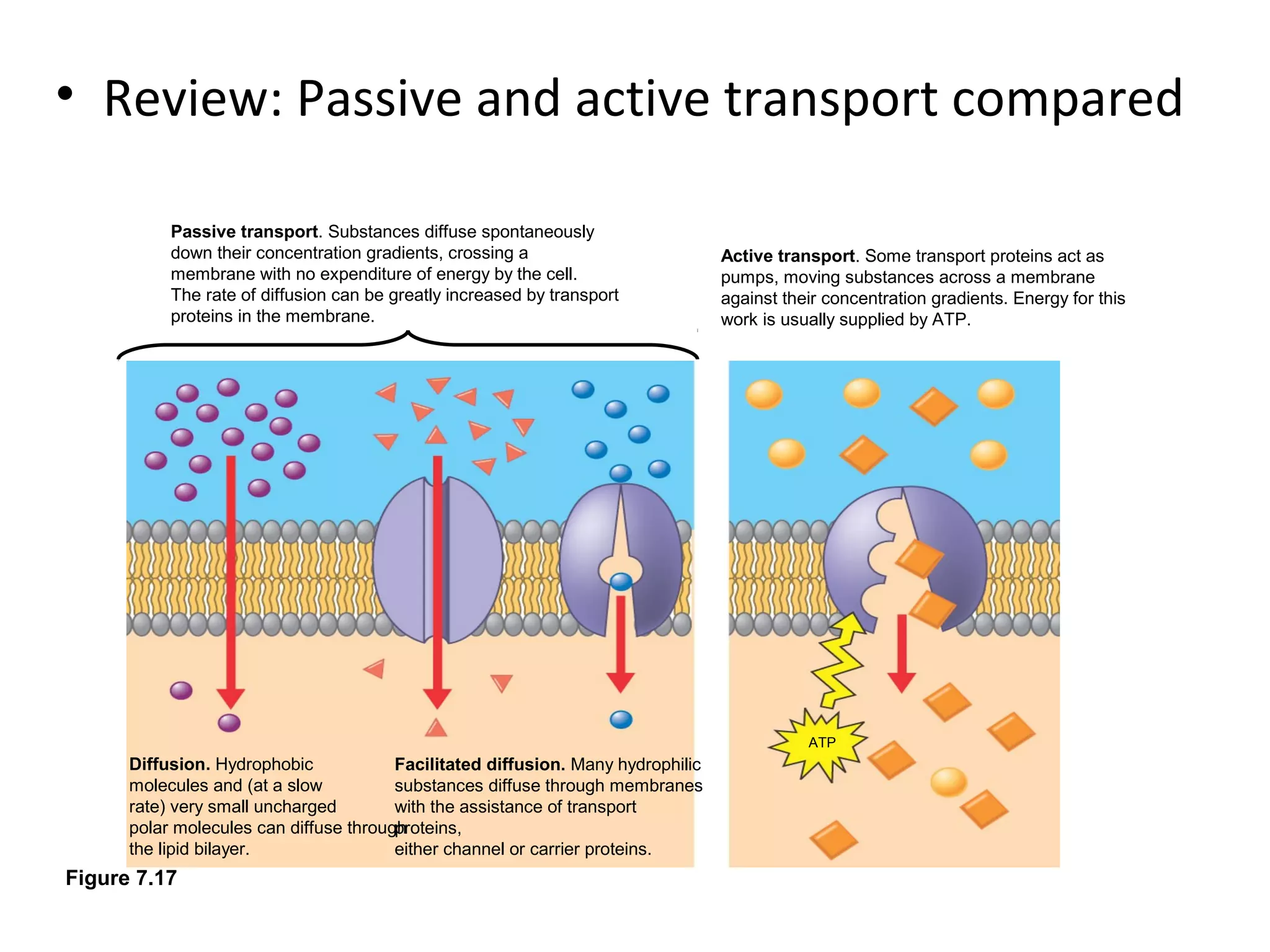 membrane function and structure and Cell transport | PPT