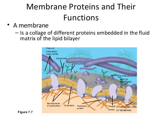 Glycoprotein Meaning