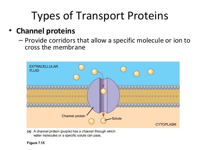membrane function and structure and Cell transport