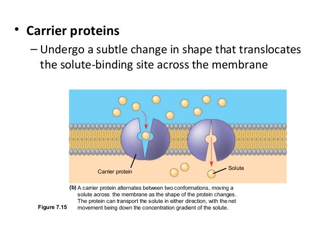 membrane function and structure and Cell transport