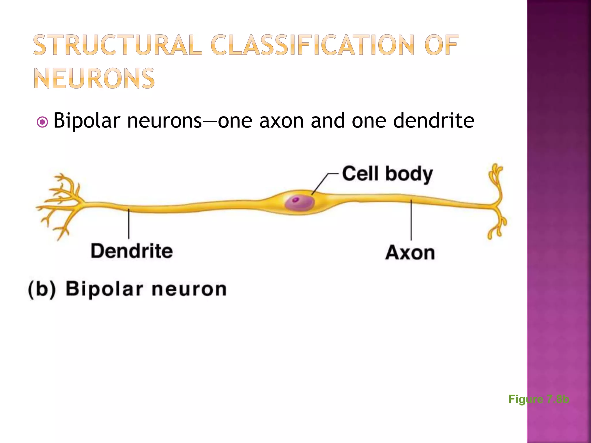 Chapter 7 - The Nervous System | PPT