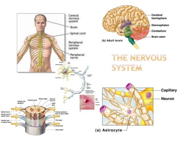 Chapter 7 - The Nervous System | PPTX