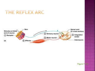 Chapter 7 - The Nervous System | PPTX