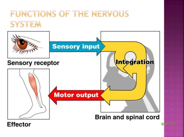 Chapter 7 - The Nervous System