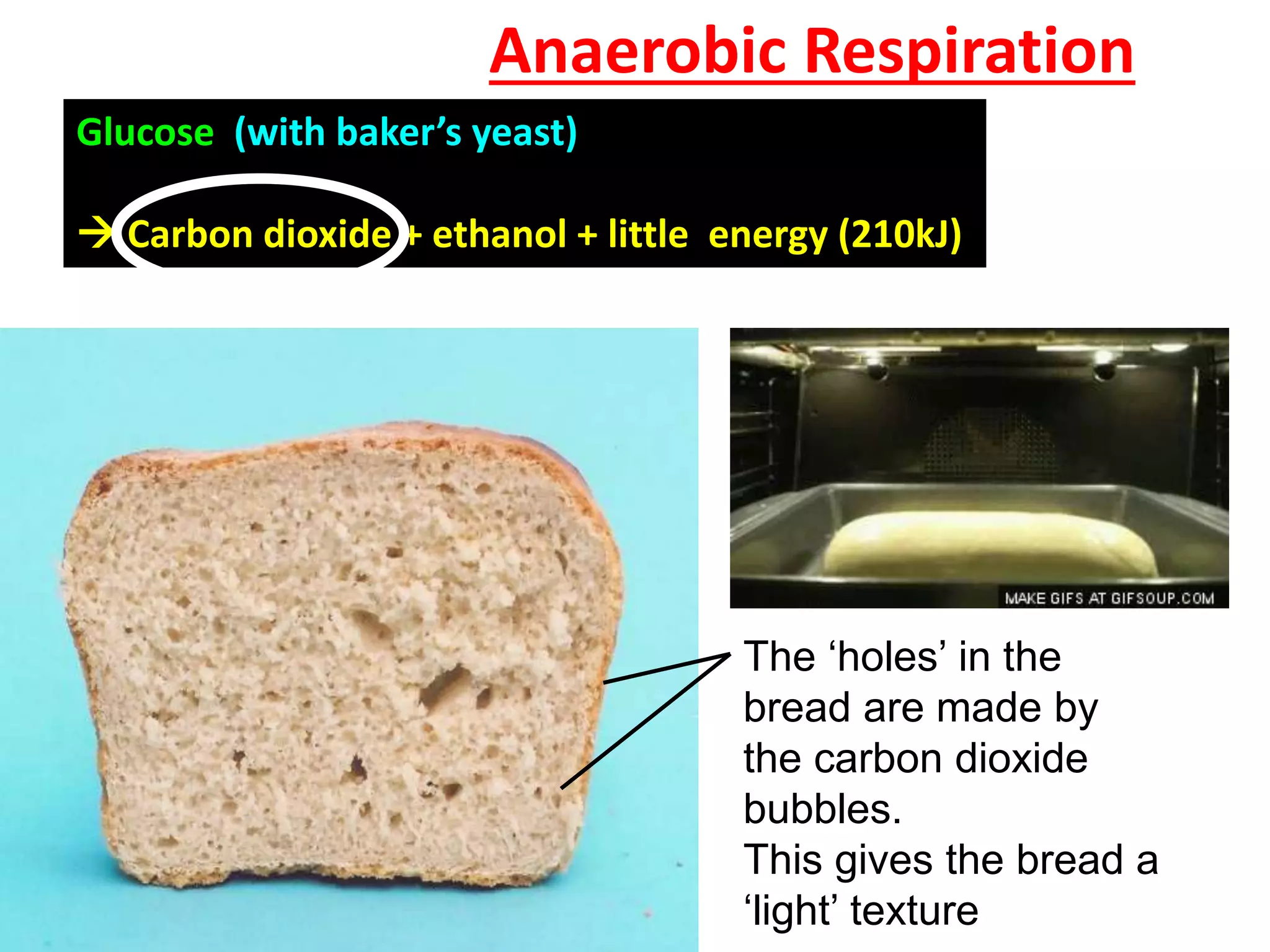 BIOLOGY FORM 4 CHAPTER 7 - RESPIRATION PART 1 | PPTX