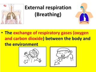BIOLOGY FORM 4 CHAPTER 7 - RESPIRATION PART 1 | PPTX