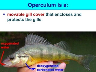 BIOLOGY FORM 4 CHAPTER 7 - RESPIRATION PART 1 | PPTX