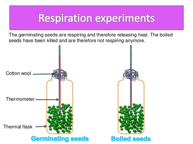 BIOLOGY FORM 4 CHAPTER 7 - RESPIRATION PART 1