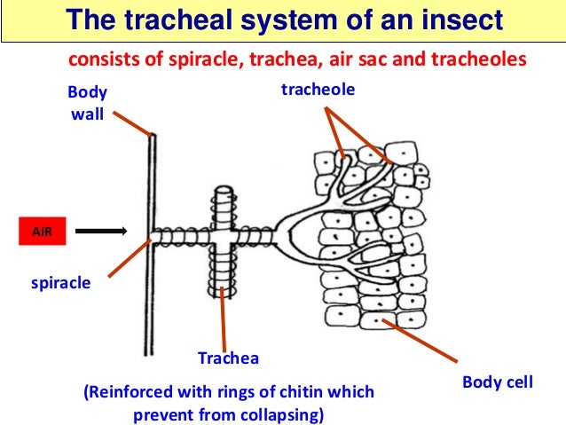 BIOLOGY FORM 4 CHAPTER 7 - RESPIRATION PART 1