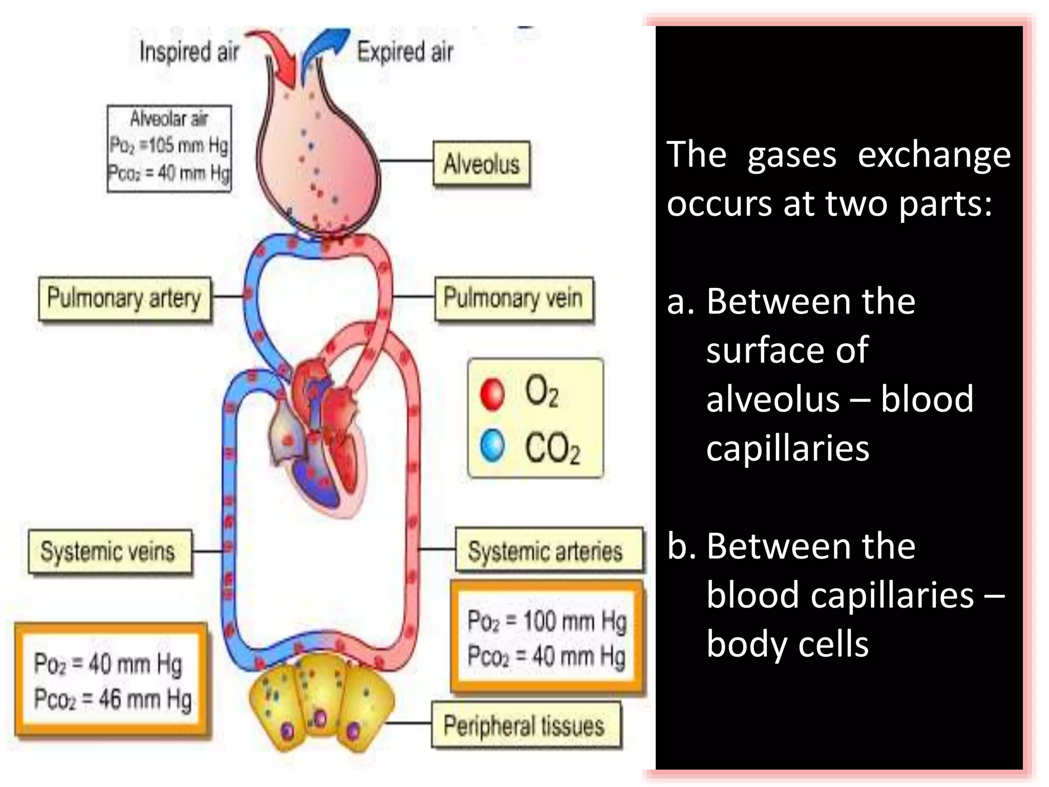 BIOLOGY FORM 4 CHAPTER 7 - RESPIRATION PART 2 | PPTX