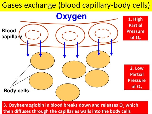 BIOLOGY FORM 4 CHAPTER 7 - RESPIRATION PART 2