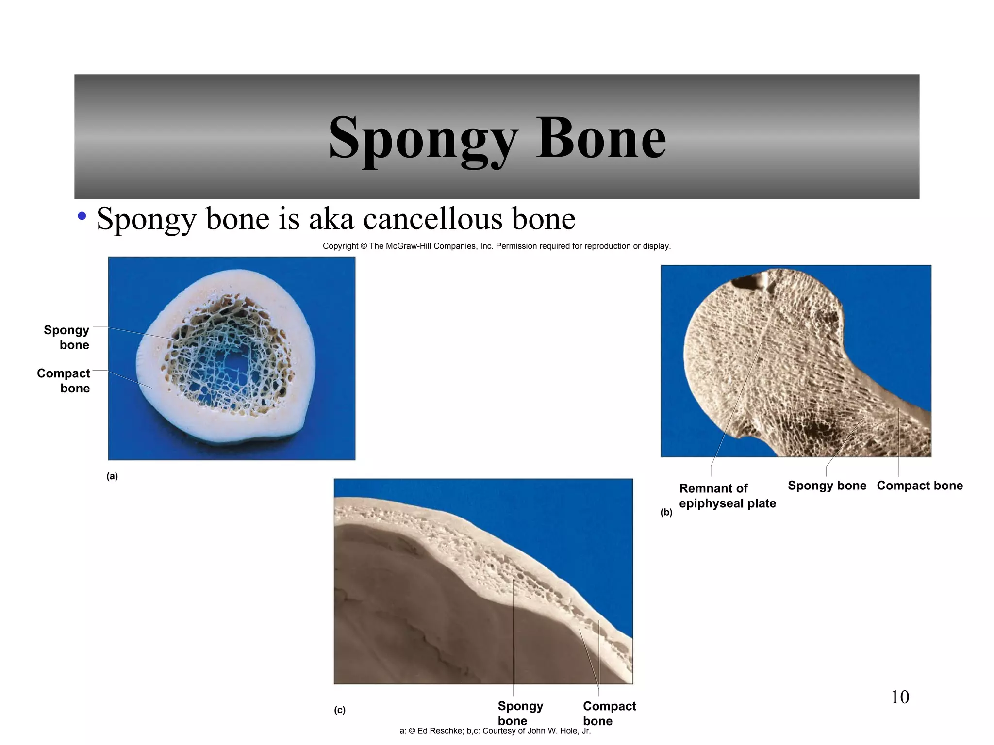 Chapter 7 Skeletal System | PPT